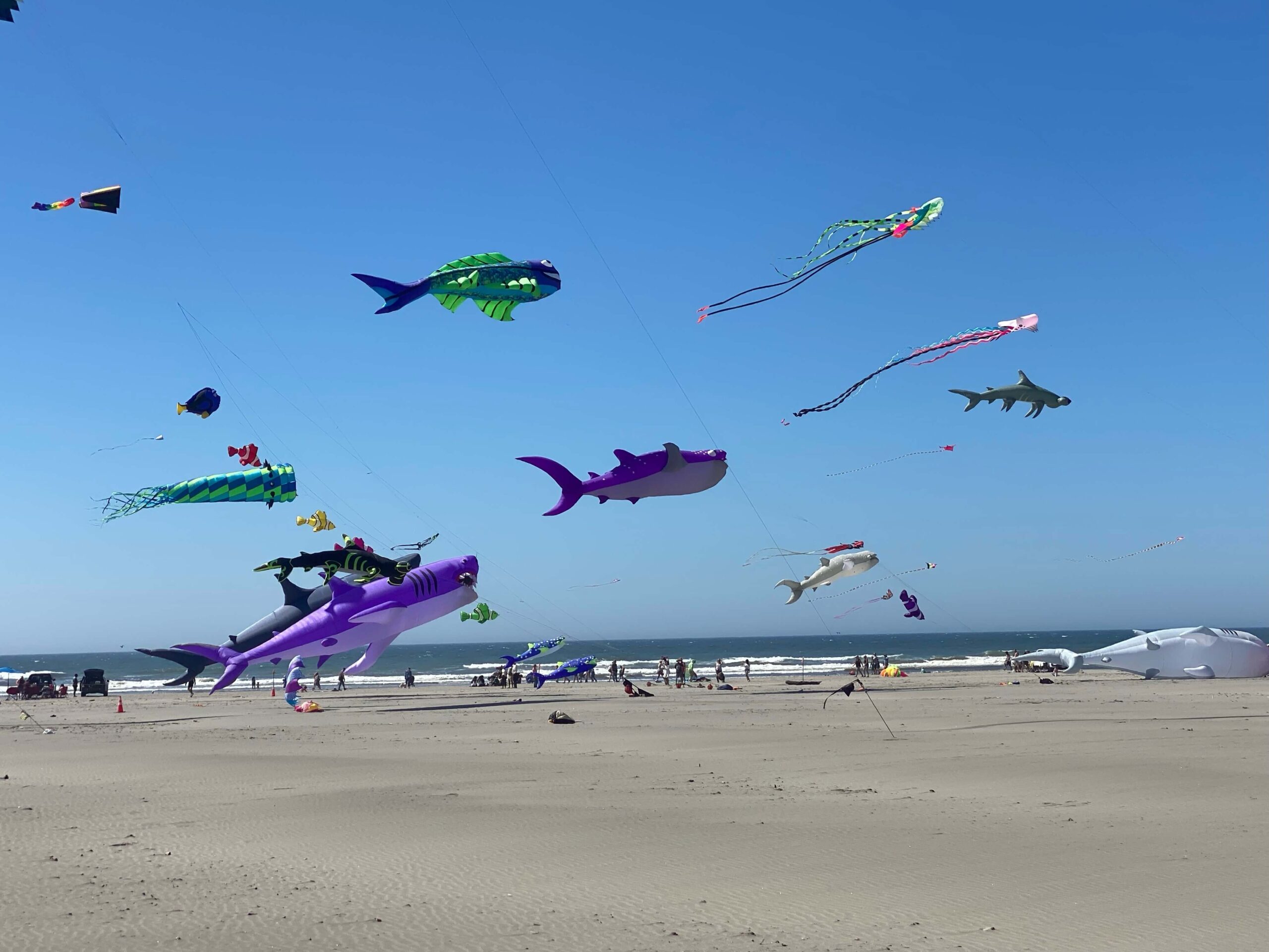 International Kite Festival - Hash's Hideaway
